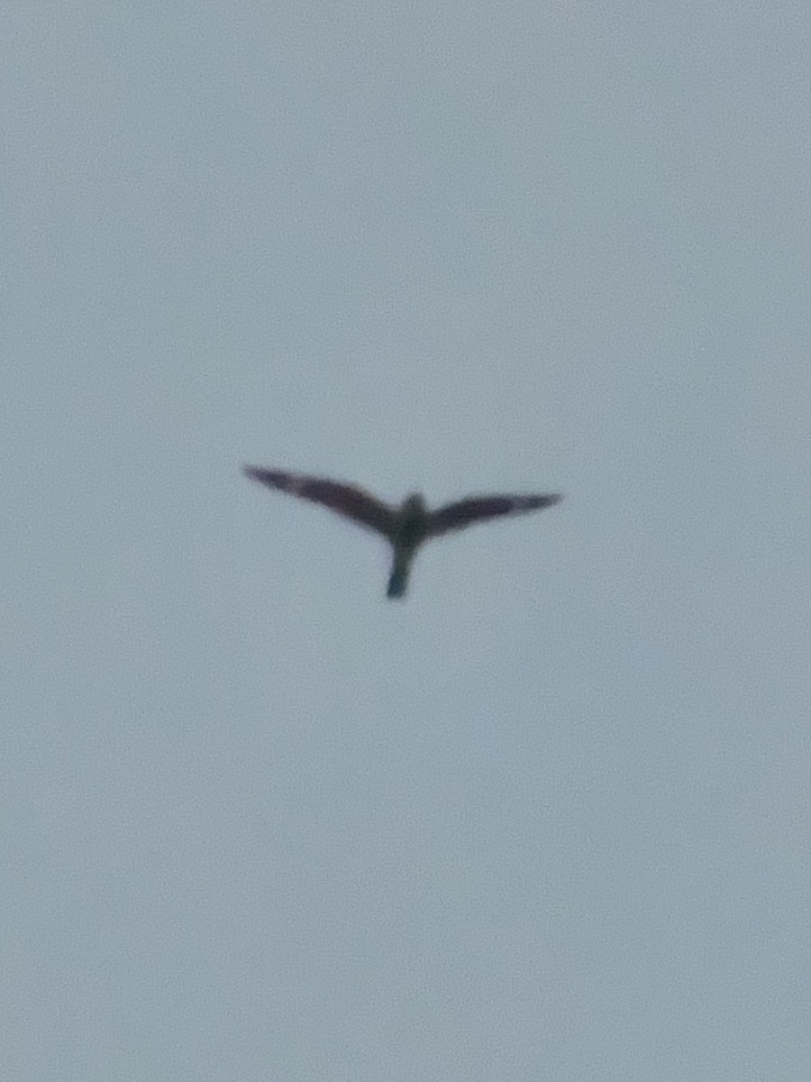 eBird Checklist - 9 May 2024 - Northern Sendera Ranch - 33 species