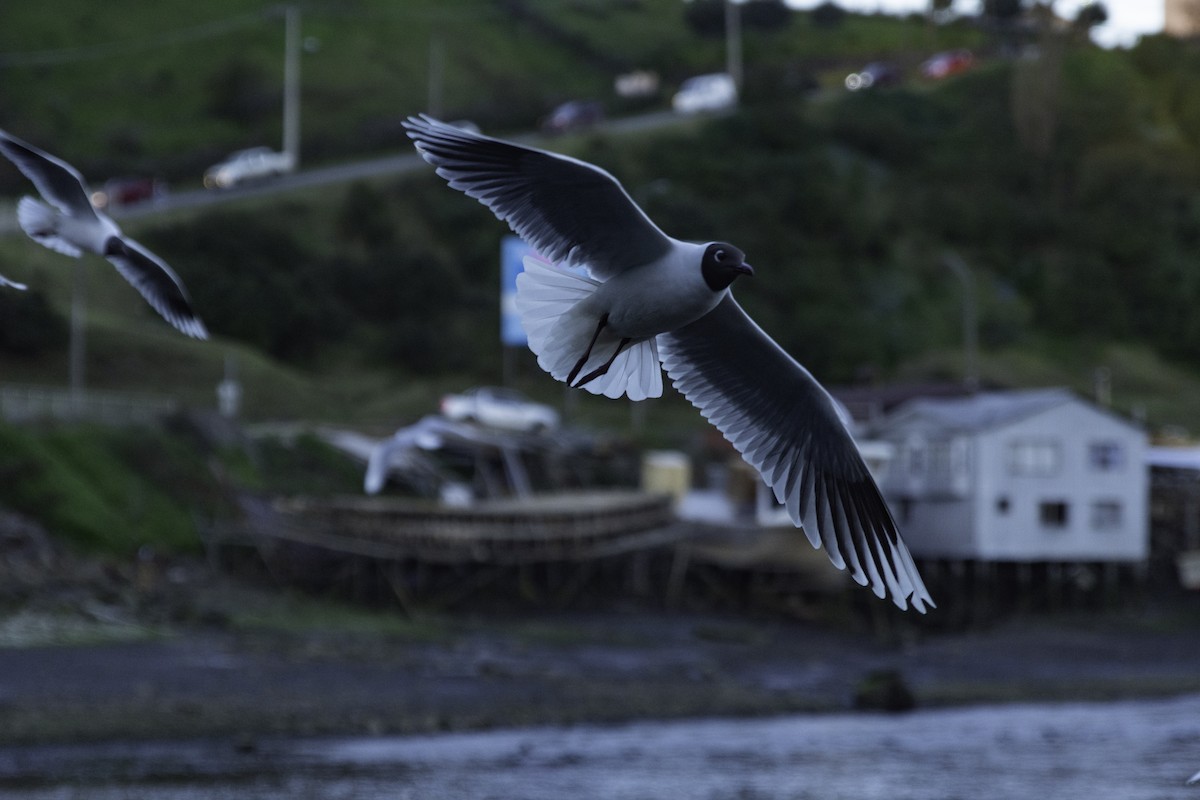 eBird Checklist - 25 Sep 2019 - Castro--Costanera - 1 species