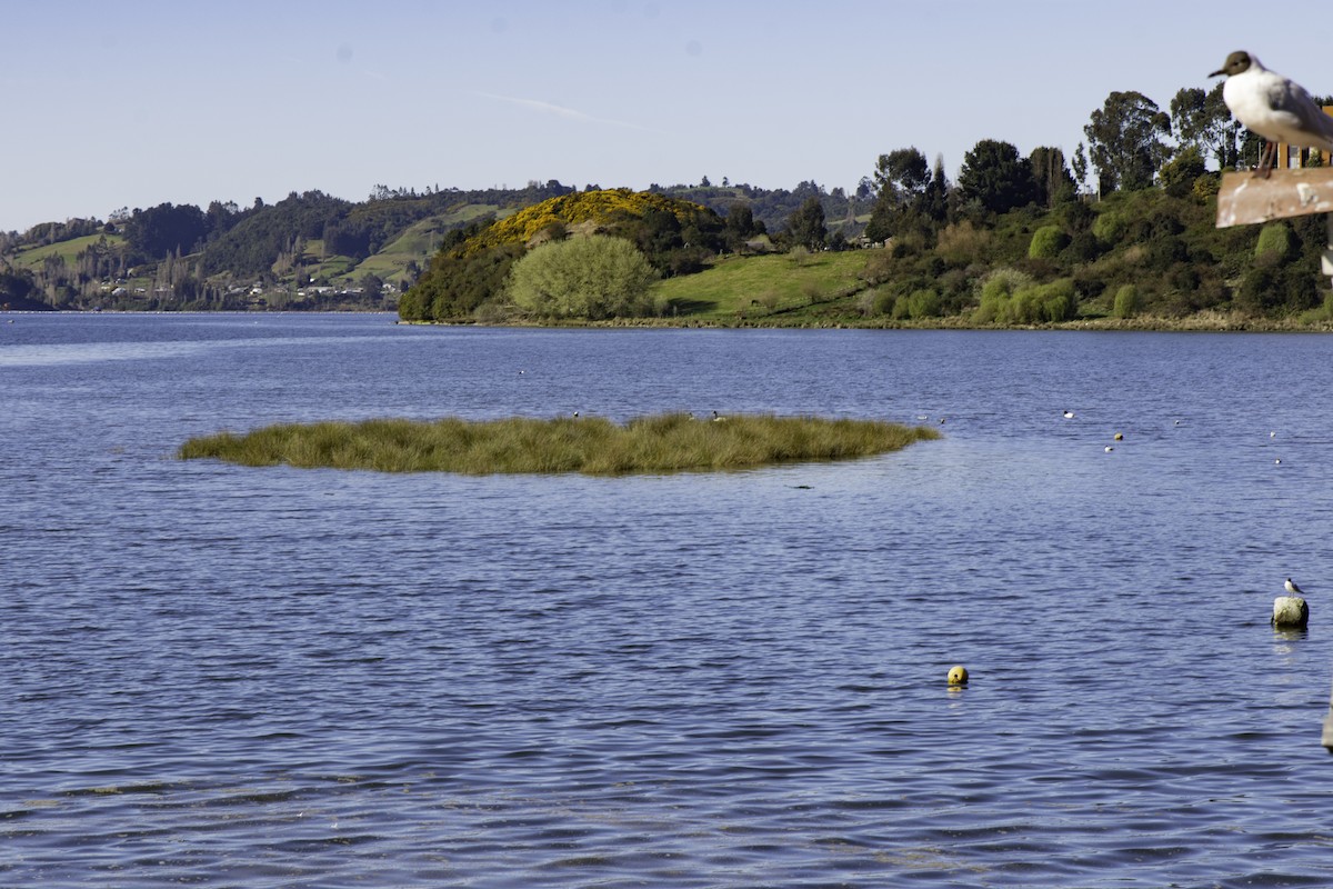 eBird Checklist - 26 Sep 2019 - Castro--Costanera norte - 2 species