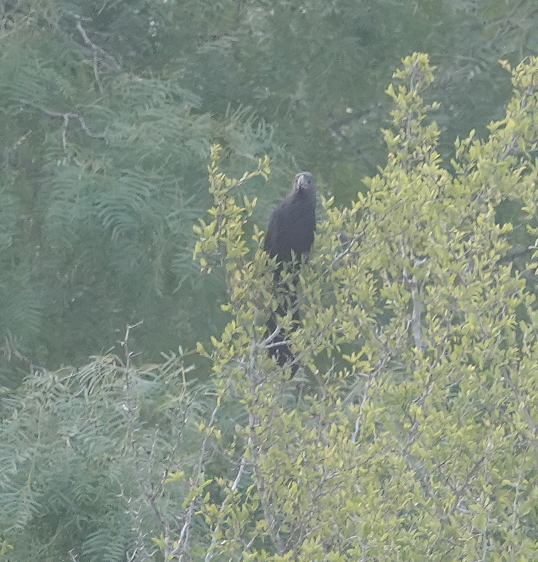 eBird Checklist - 8 May 2024 - King Ranch--Norias Division (Kenedy Co ...