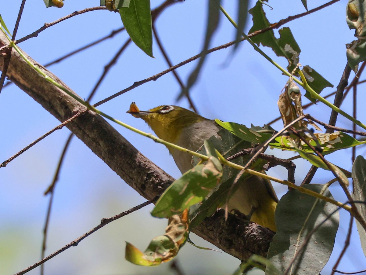 Swinhoe's White-eye - Zosterops simplex - Media Search - Macaulay ...