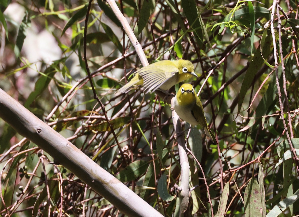 Swinhoe's White-eye - Zosterops simplex - Media Search - Macaulay ...