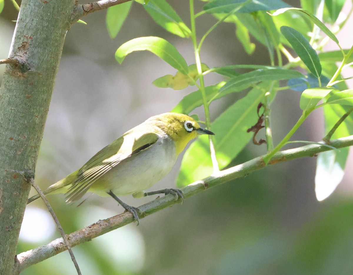 Swinhoe's White-eye - Zosterops simplex - Media Search - Macaulay ...