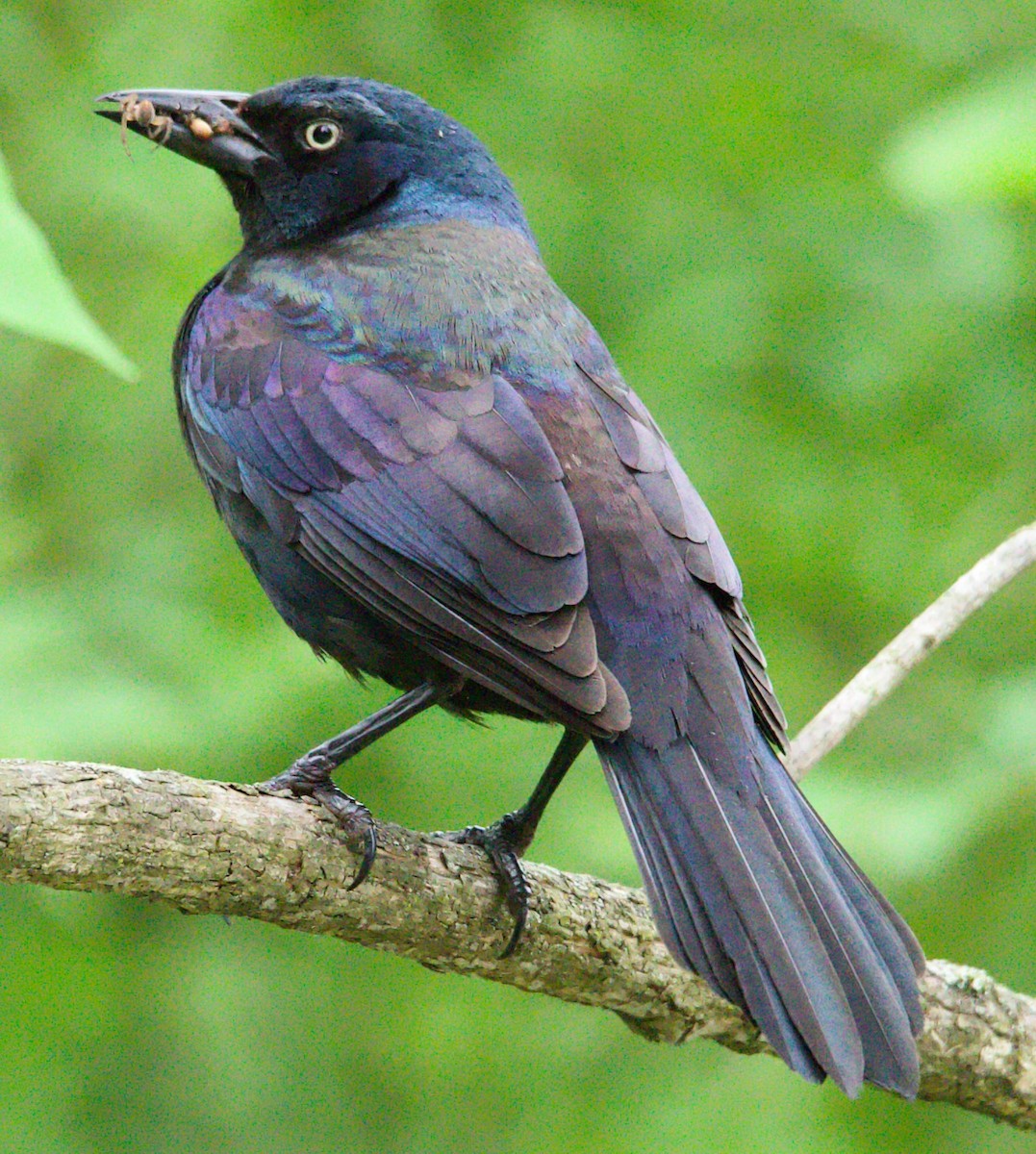 Pennsylvania Bird Atlas Checklist - 9 May 2024 - Fort Washington State ...