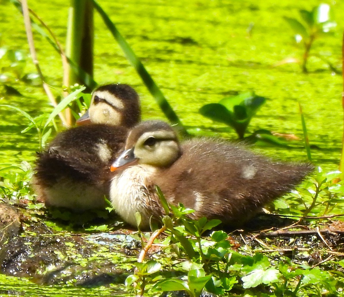 eBird Checklist - 9 May 2024 - Forest Park--Fish Hatchery - 20 species
