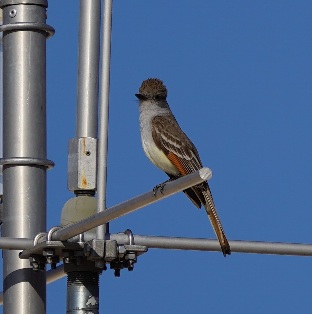 eBird Checklist - 3 May 2024 - Big Bend NP--Castolon - 2 species