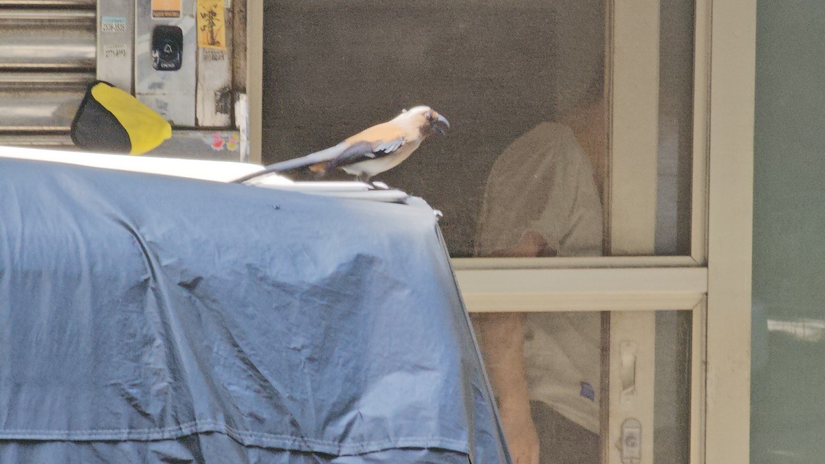 eBird Checklist - 10 May 2024 - 台北--龍江公園(Taipei--Longjiang Park) - 2 ...