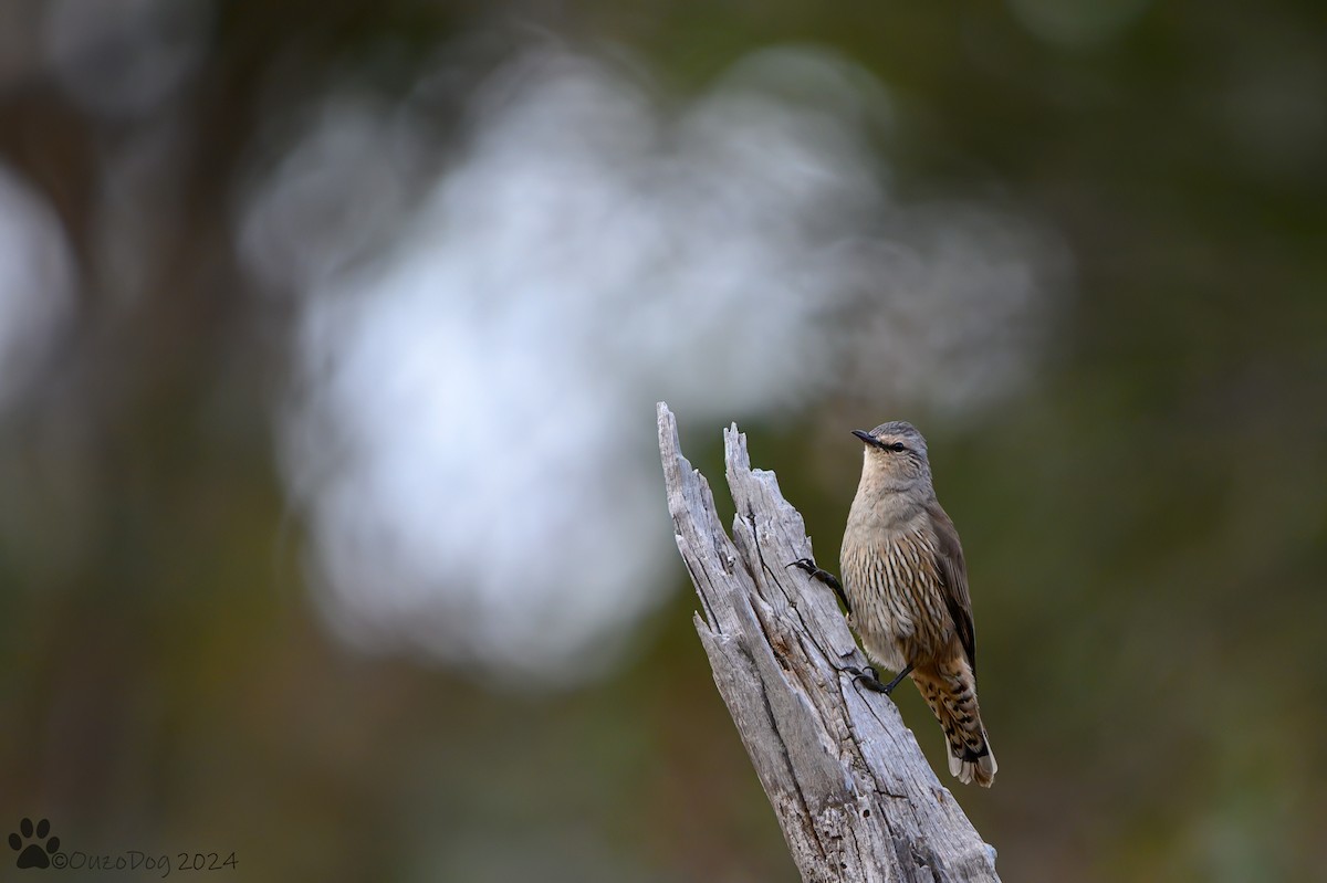 eBird Checklist - 10 May 2024 - Naas Road at Apollo Road - 28 species