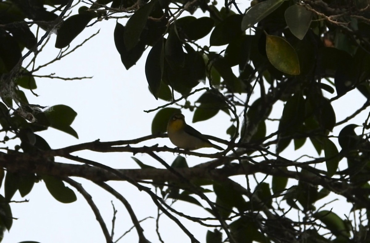 Swinhoe's White-eye - Zosterops simplex - Media Search - Macaulay ...