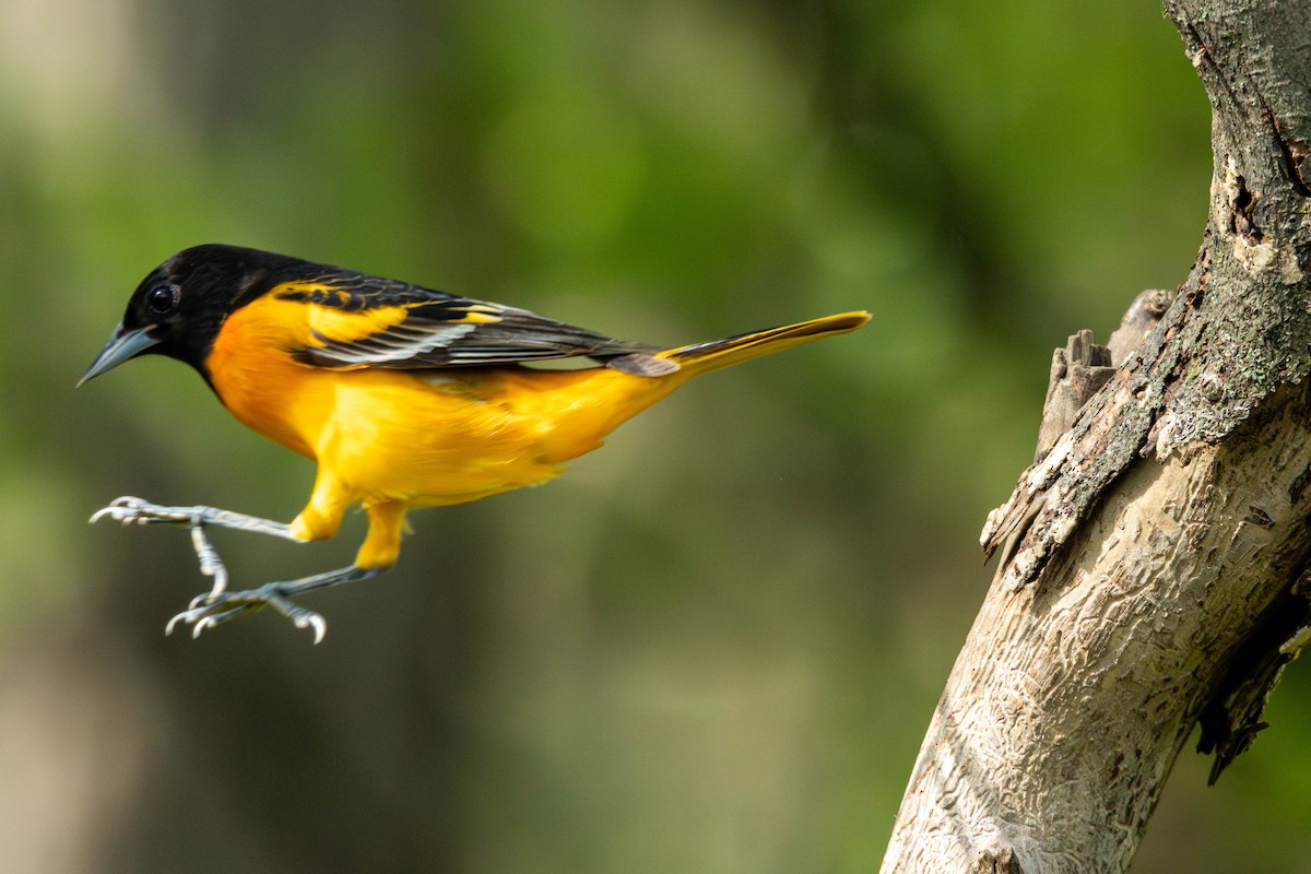 eBird Checklist - 7 May 2024 - Bonnell Home - 15 species