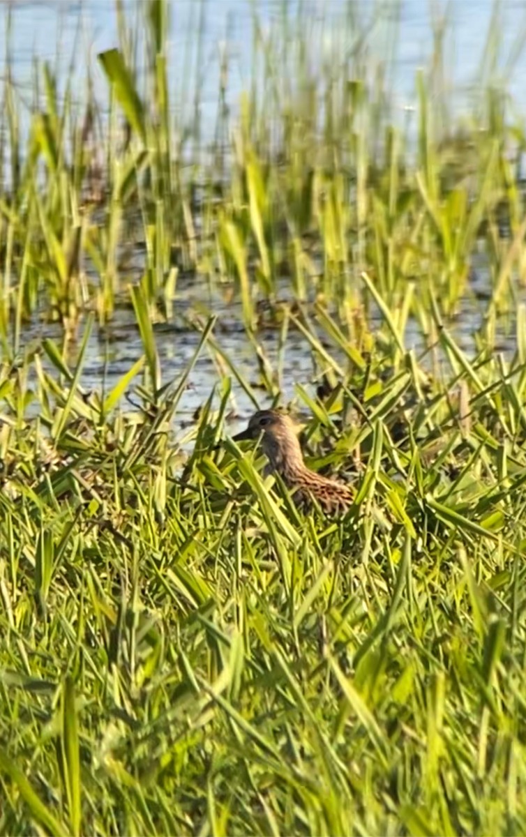 eBird Checklist - 8 May 2024 - Billy Frank Jr. Nisqually NWR - 69 ...