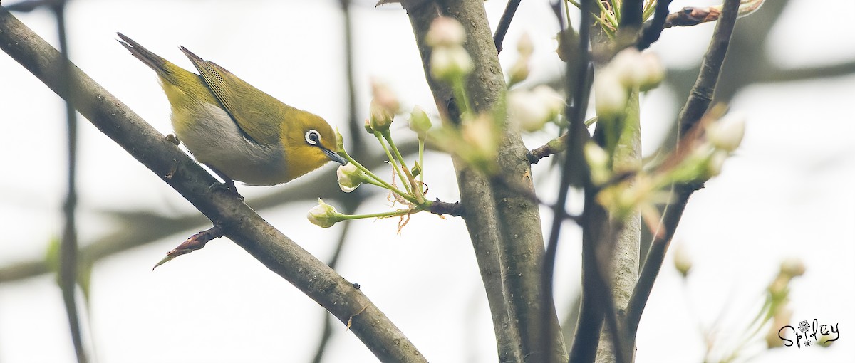Swinhoe's White-eye - Zosterops simplex - Media Search - Macaulay ...