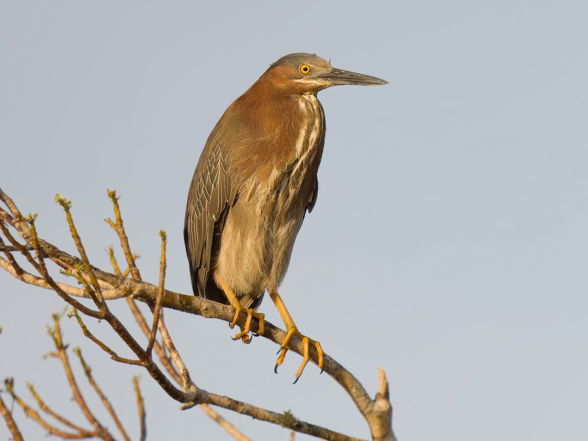 eBird Checklist - 10 May 2024 - Ten Thousand Islands NWR--Marsh Trail ...