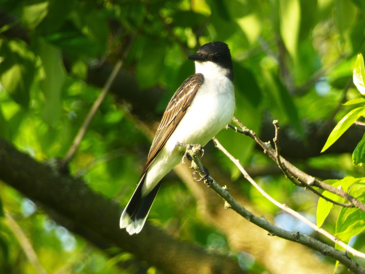eBird Checklist - 10 May 2024 - **Back Bay NWR - 42 species