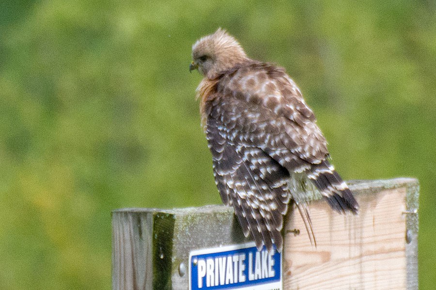 eBird Checklist - 10 May 2024 - Cobblestone Lakes (Limited Access) - 32 ...