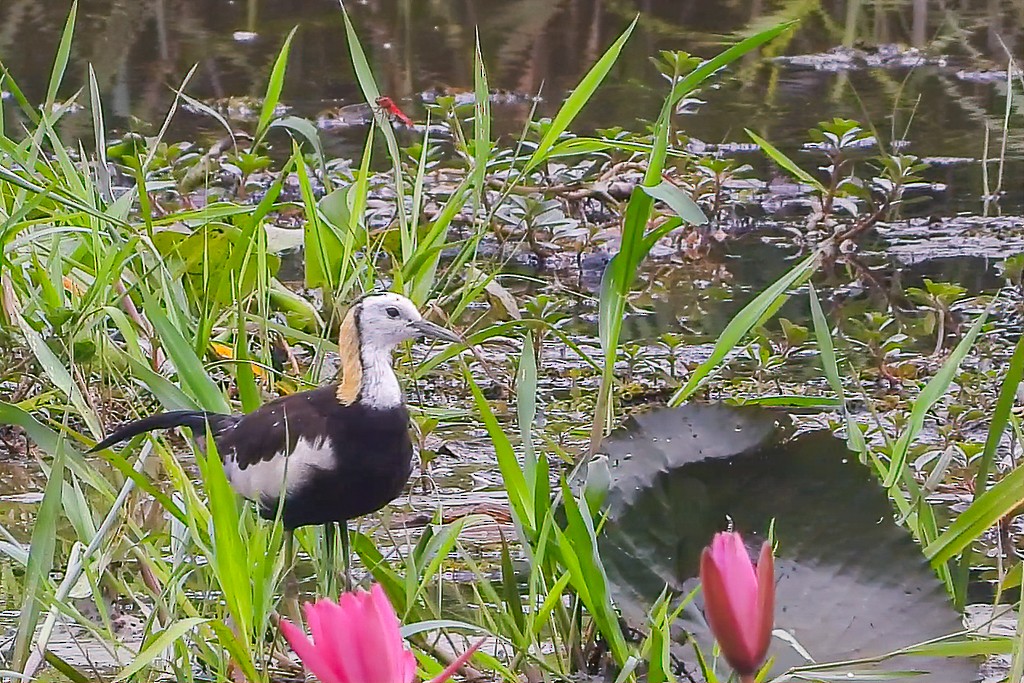 eBird Checklist - 10 May 2024 - Dobol lake, Damalgre, Meghalaya - 32 ...