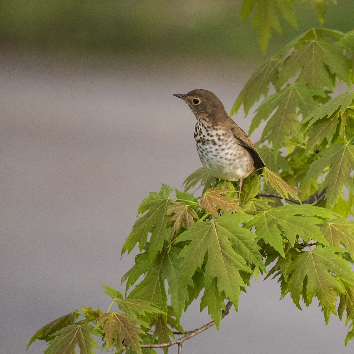 eBird Checklist - 28 Apr 2021 - Plessner Residence - 1 species