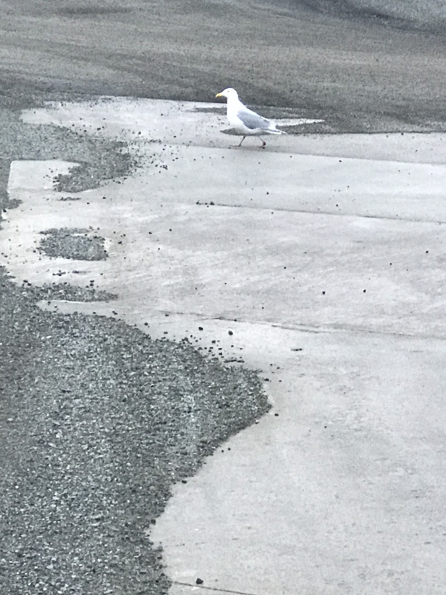 eBird Checklist - 10 May 2024 - Shemya Island--Eareckson AS (restricted ...