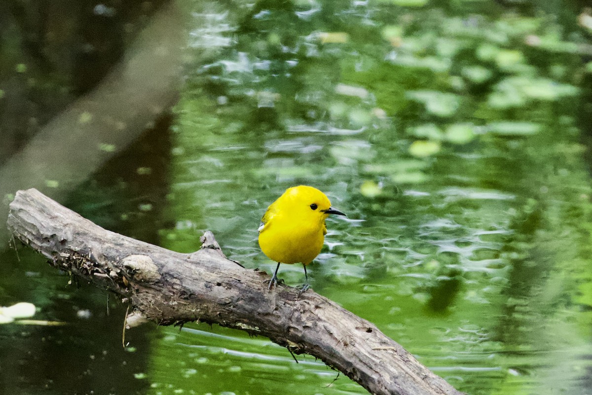 eBird Checklist - 9 May 2024 - Hagerman NWR - 48 species