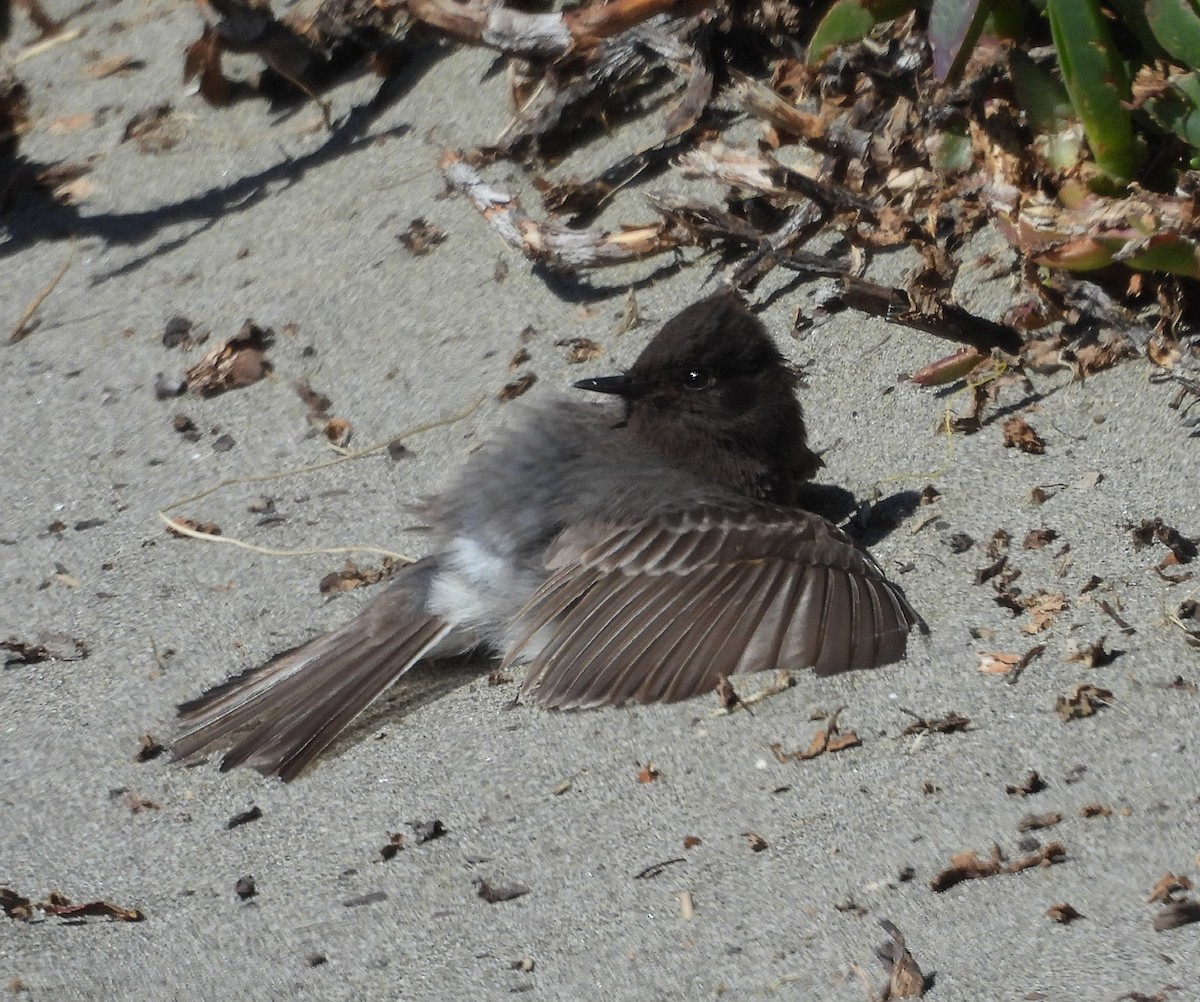 eBird Checklist - 10 May 2024 - North Spit--Boat ramp to cypress patch ...