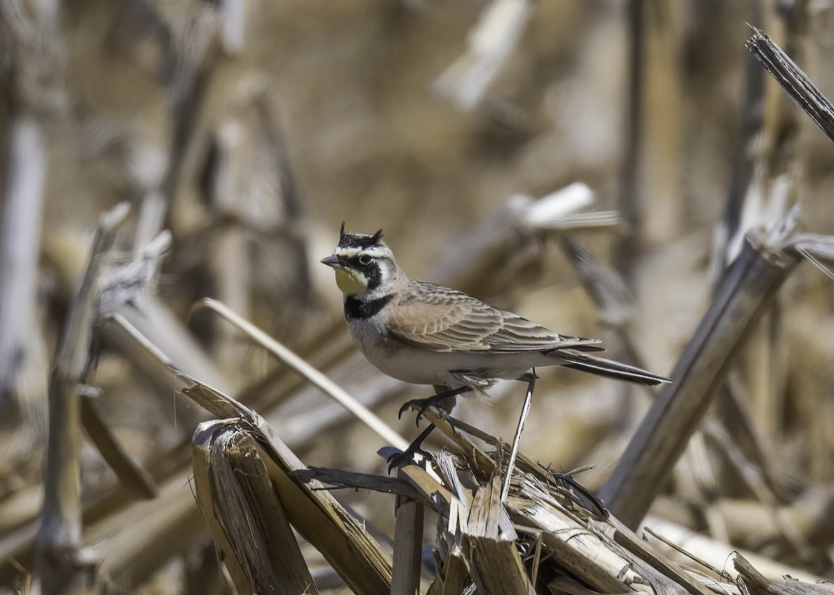 eBird Checklist - 1 May 2024 - SBEAS Point Count, Pokagon Band Tribal ...