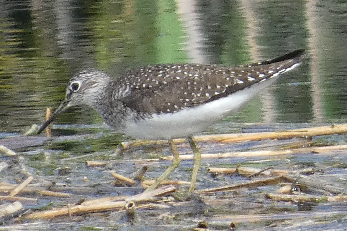 eBird Checklist - 9 May 2024 - Salt Marsh Nature Center at Marine Park ...