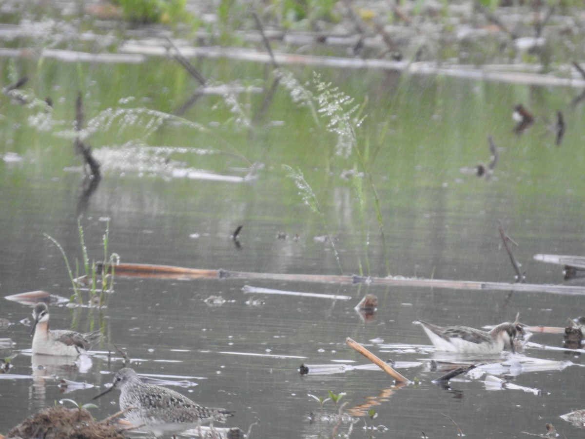 eBird Checklist - 10 May 2024 - Waterford Farm (private property, owner ...