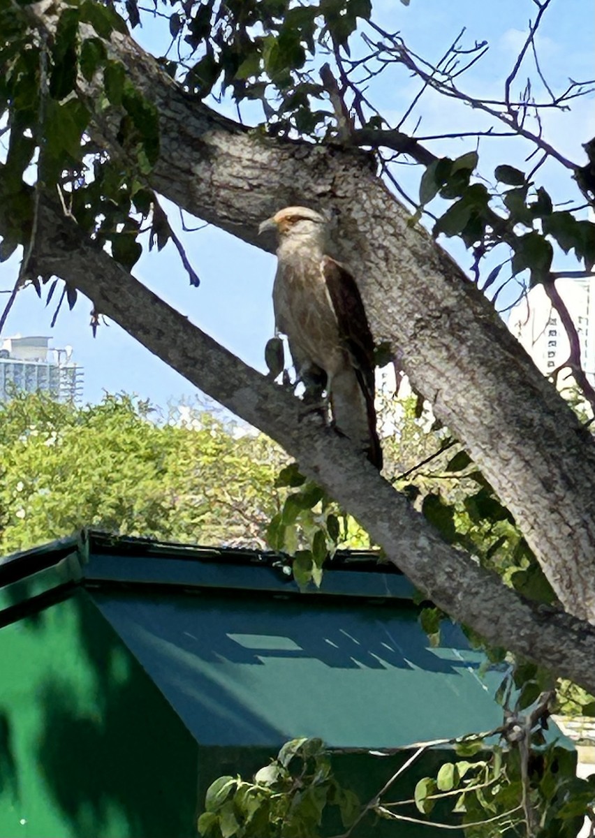 eBird Checklist - 10 May 2024 - Oleta River SP - 11 species