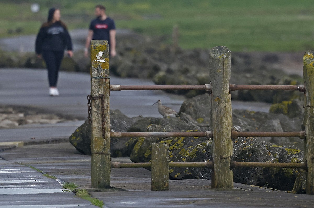 eBird Checklist - 5 May 2024 - Clevedon including Wain's Hill area ...