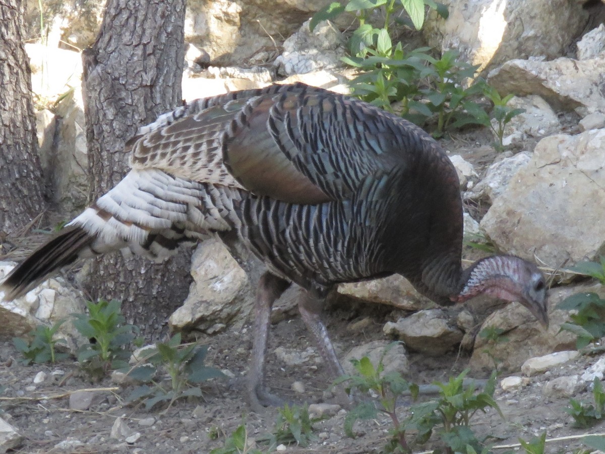 eBird Checklist - 8 May 2024 - Mt. Lemmon--Summerhaven - 22 species
