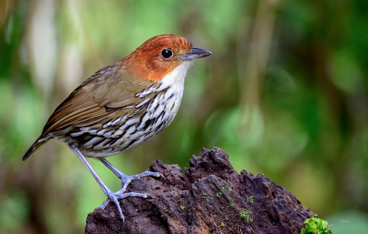 eBird Checklist - 27 Apr 2024 - Reserva Ecológica Río Blanco - 82 species