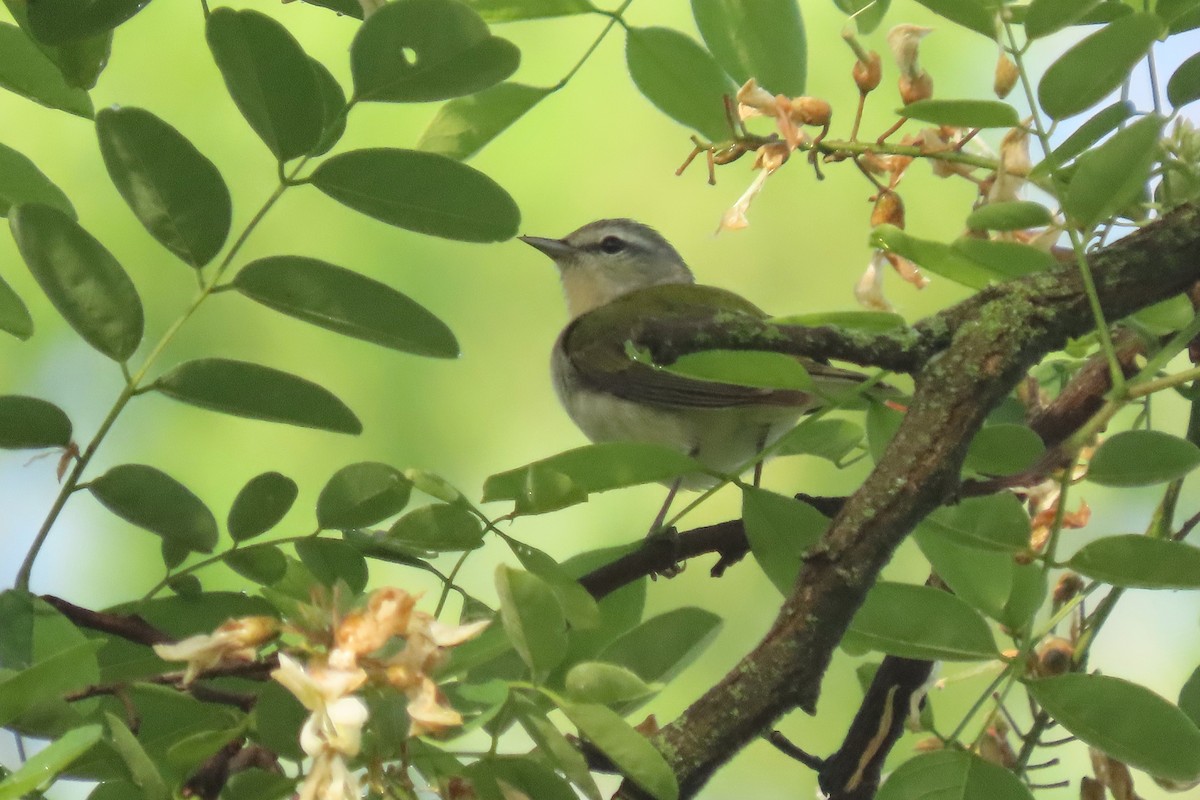 eBird Checklist - 10 May 2024 - Edith J. Carrier Arboretum - 46 species
