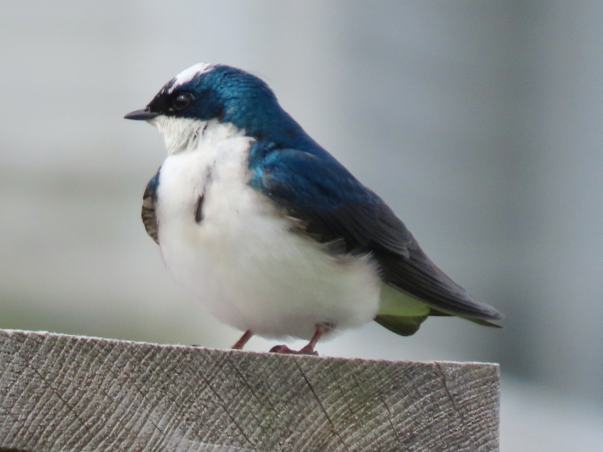 eBird Checklist - 10 May 2024 - Toronto--Colonel Samuel Smith Park - 24 ...