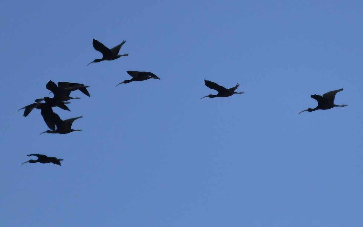 eBird Checklist - 10 May 2024 - Isles of Shoals--Star Island, Rye - 44 ...