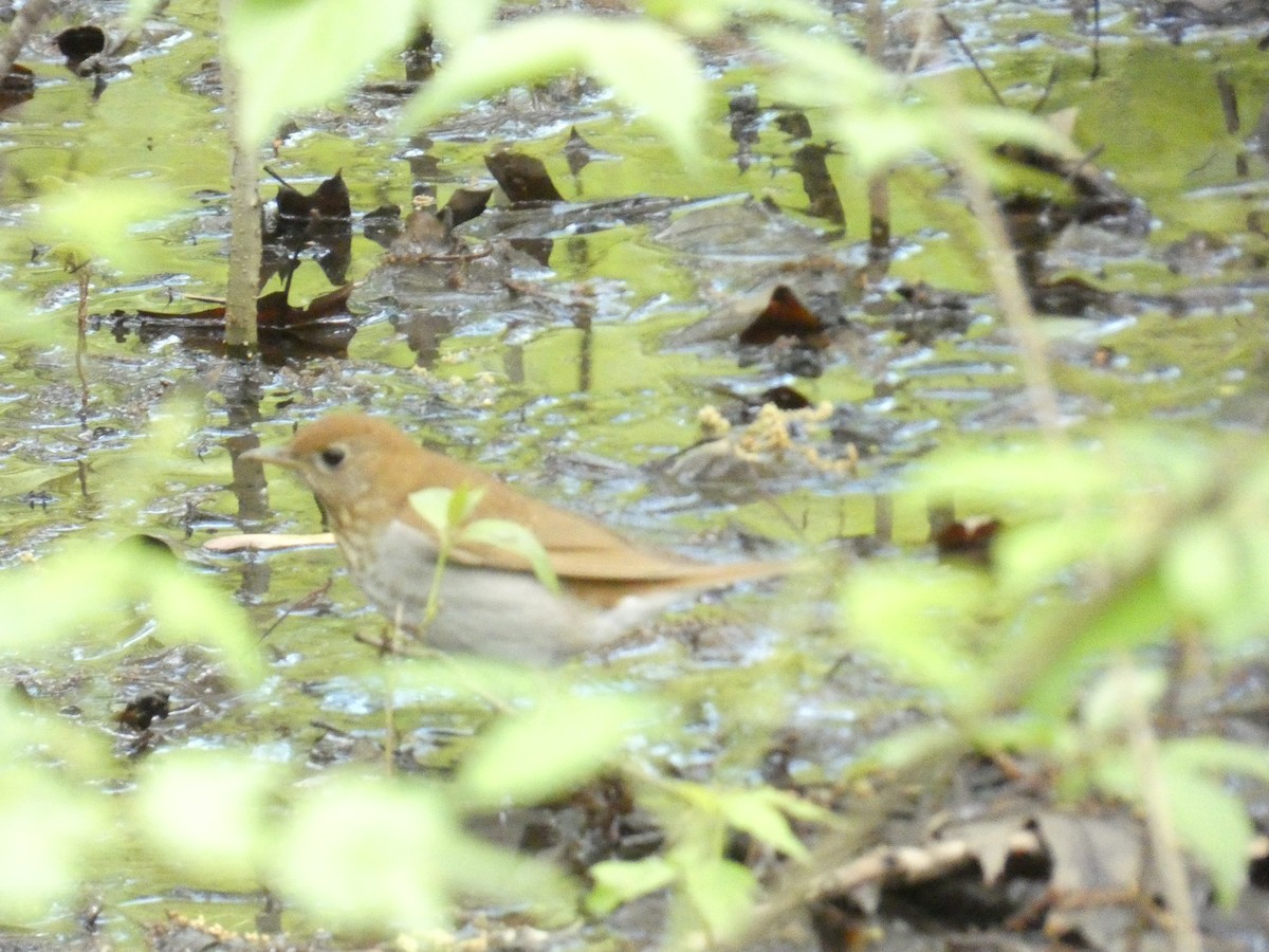 eBird Checklist - 10 May 2024 - Pearson Metropark - 14 species