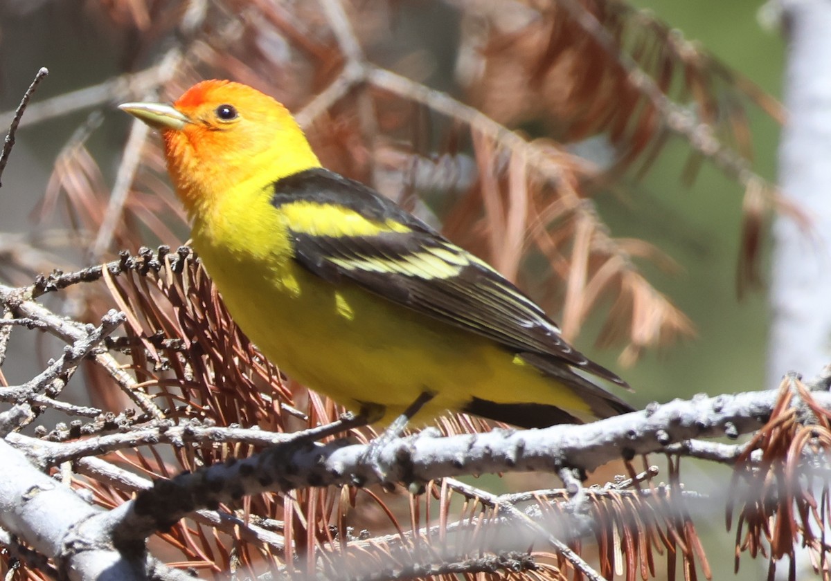 eBird Checklist - 10 May 2024 - McBride Springs Campground - 12 species
