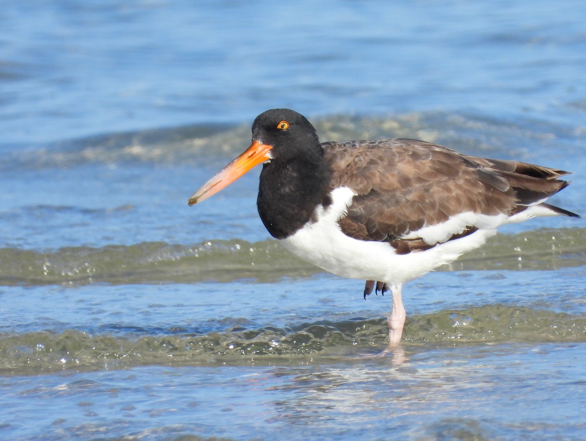 eBird Checklist - 2 May 2024 - San Carlos Bay/Bunche Beach Preserve ...