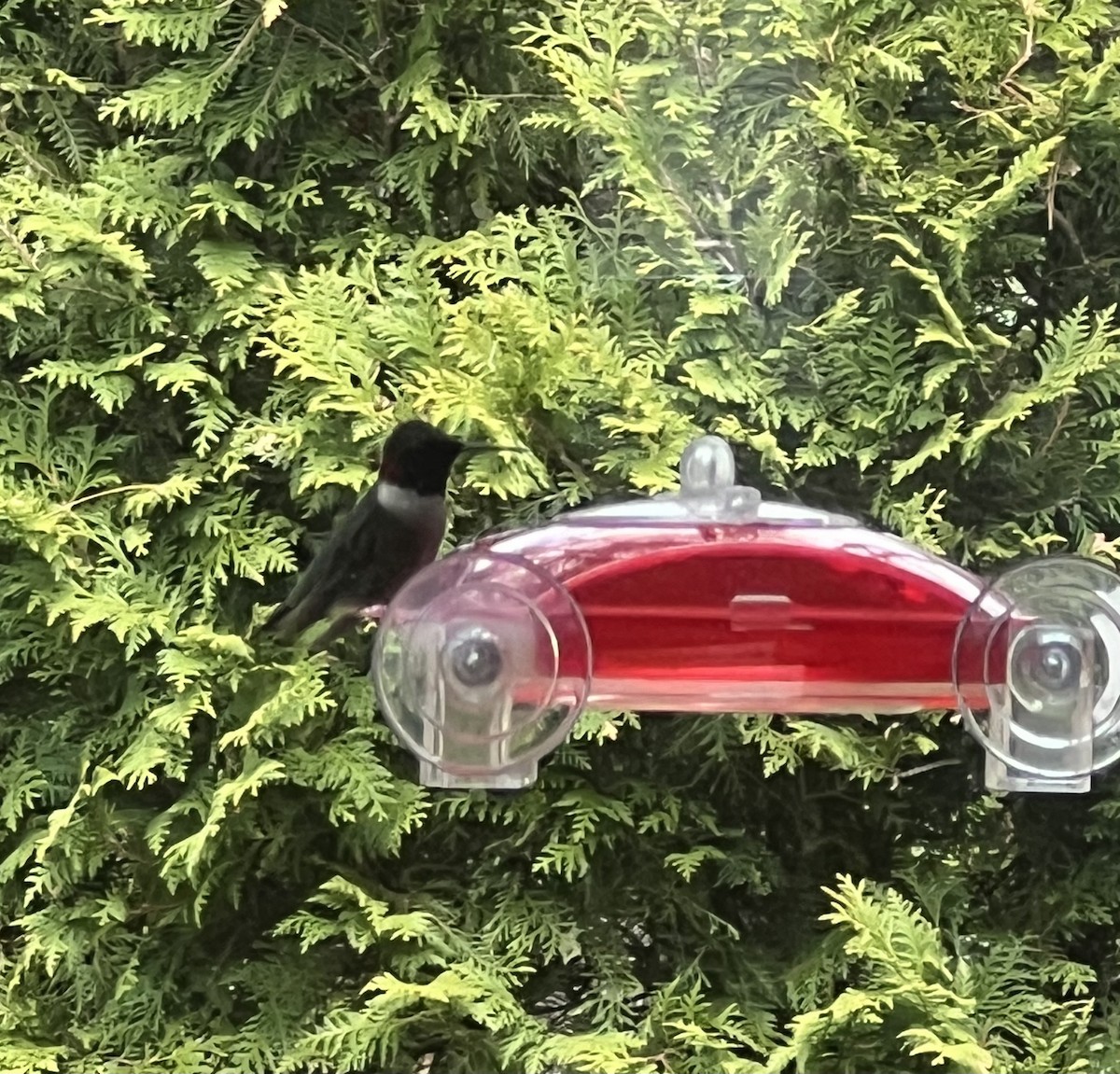 eBird Checklist - 10 May 2024 - 14 Foreside Common Dr, Falmouth US-ME ...