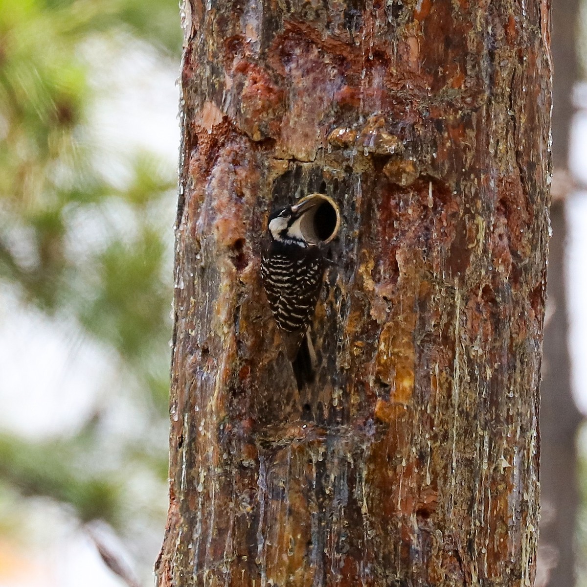eBird Checklist - 10 May 2024 - John C. and Mariana Jones/Hungryland ...