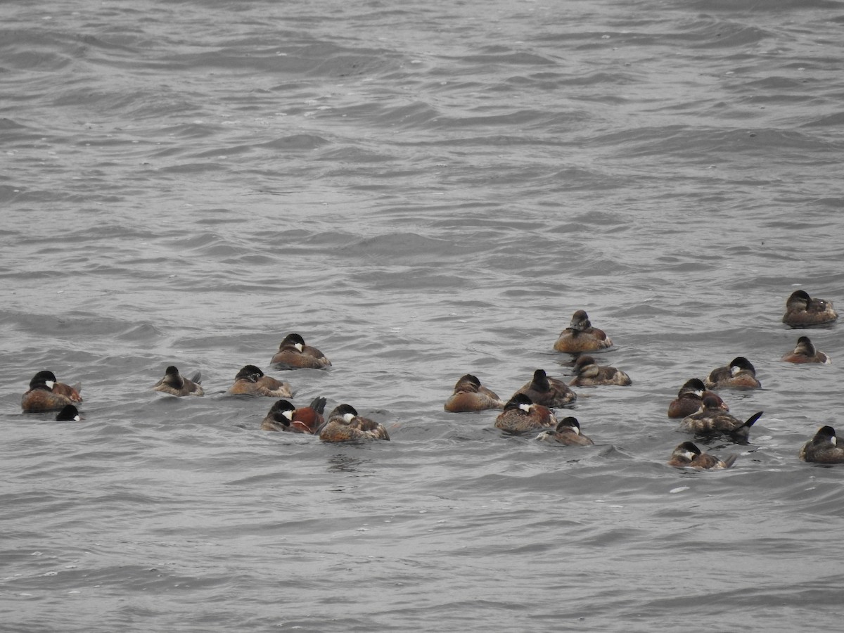 eBird Checklist - 23 Apr 2024 - Cambridge--Bannister Lake - 12 species