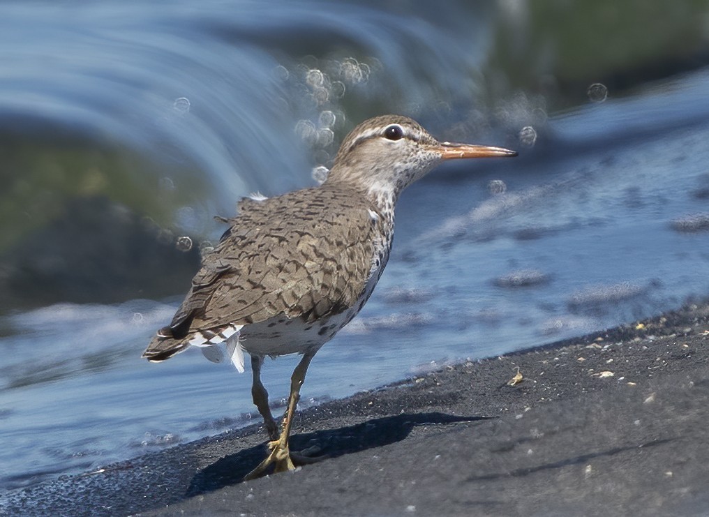 eBird Checklist - 10 May 2024 - Lincoln WTP--East Pond (restricted ...