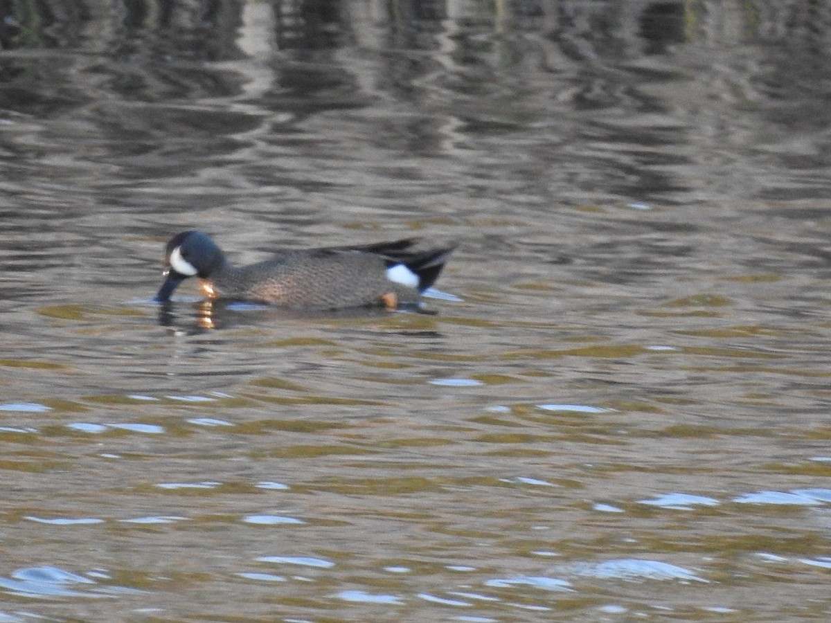 eBird Checklist - 25 Apr 2024 - Waterloo--Columbia Lake - 25 species