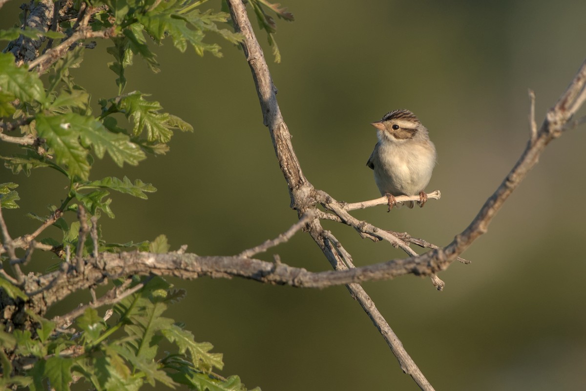 eBird Checklist - 10 May 2024 - 10th & Ontario Storm Water Project - 14 ...