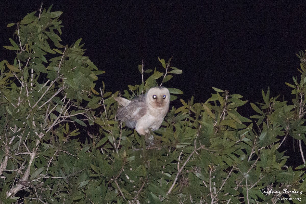 eBird Checklist - 3 May 2024 - Auto selected -21.85289, 165.80952 - 1 ...