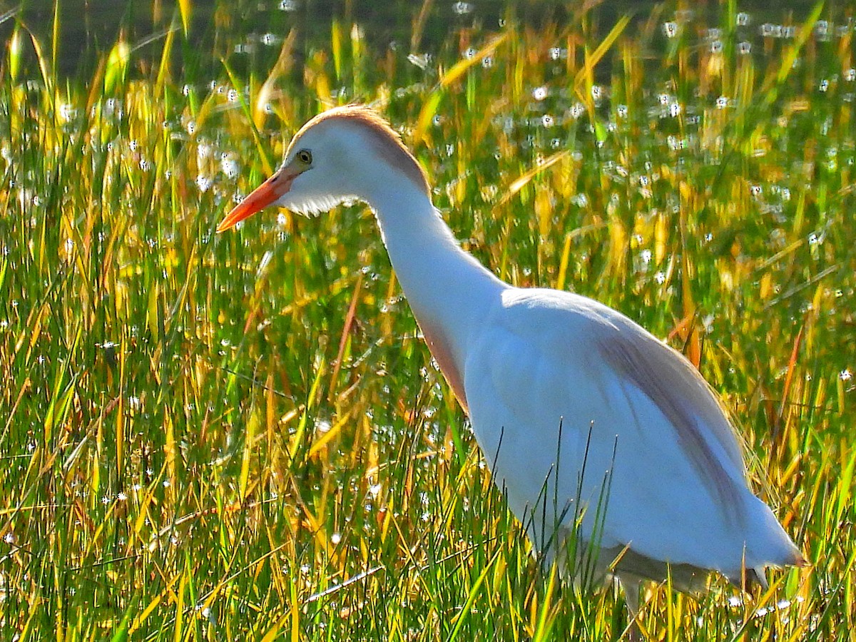 eBird Checklist - 10 May 2024 - Dunnagan Reservoir area - 17 species