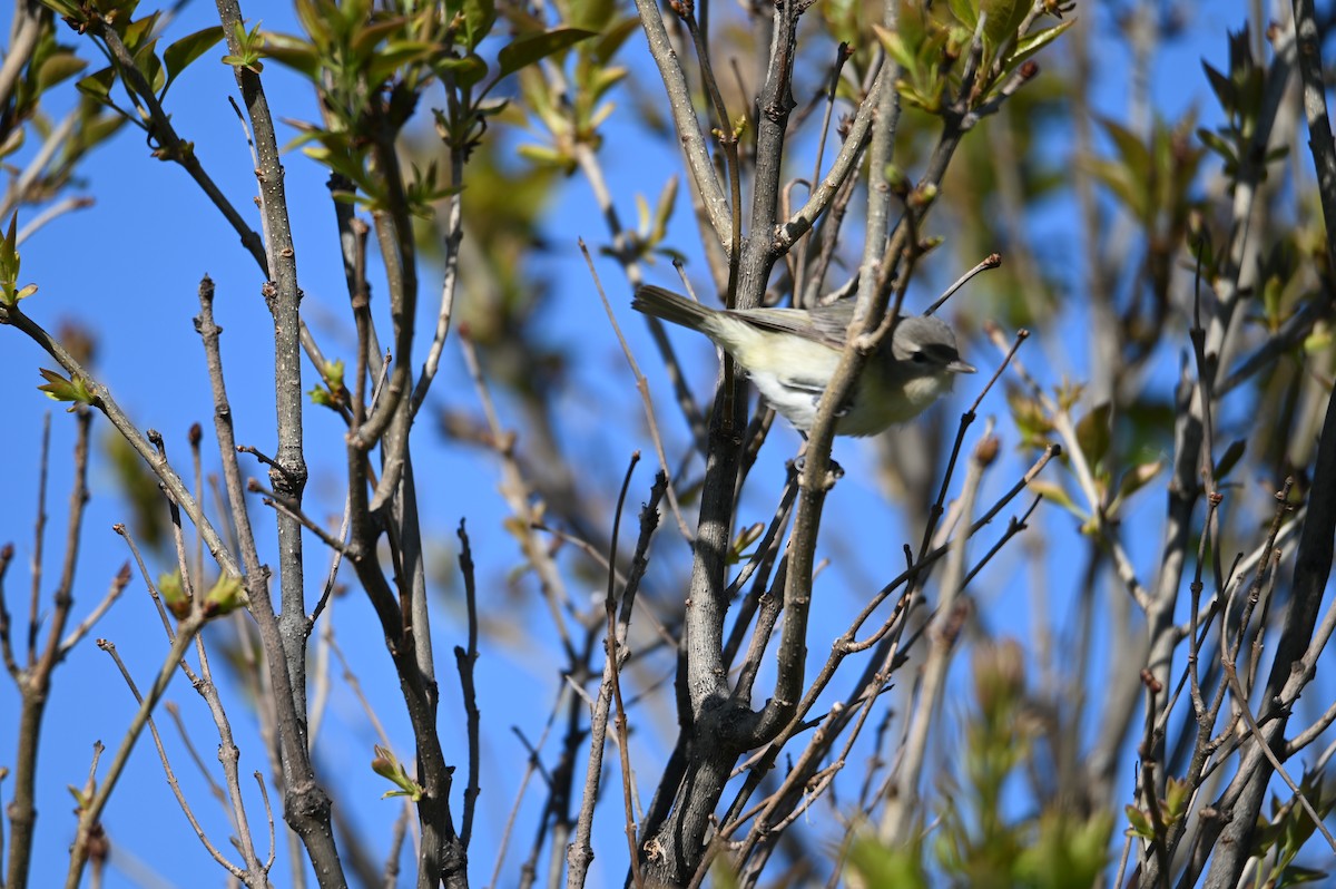 eBird Checklist - 10 May 2024 - Isles of Shoals--Star Island, Rye - 41 ...