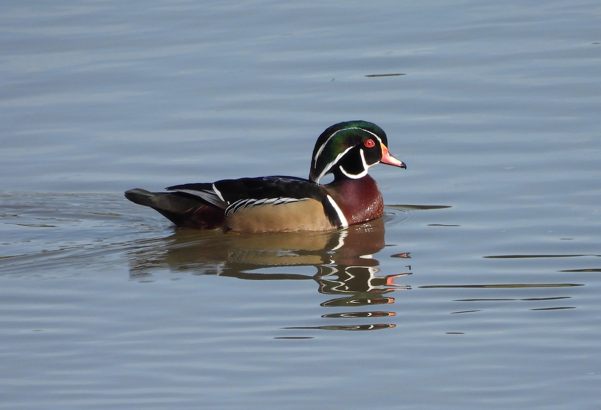 eBird Checklist - 10 May 2024 - Bellaire Dr S, Trinity Clear Fork Trail ...