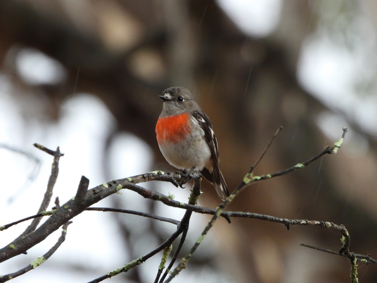 eBird Checklist - 11 May 2024 - Kambah Pool Nature Reserve - 18 species