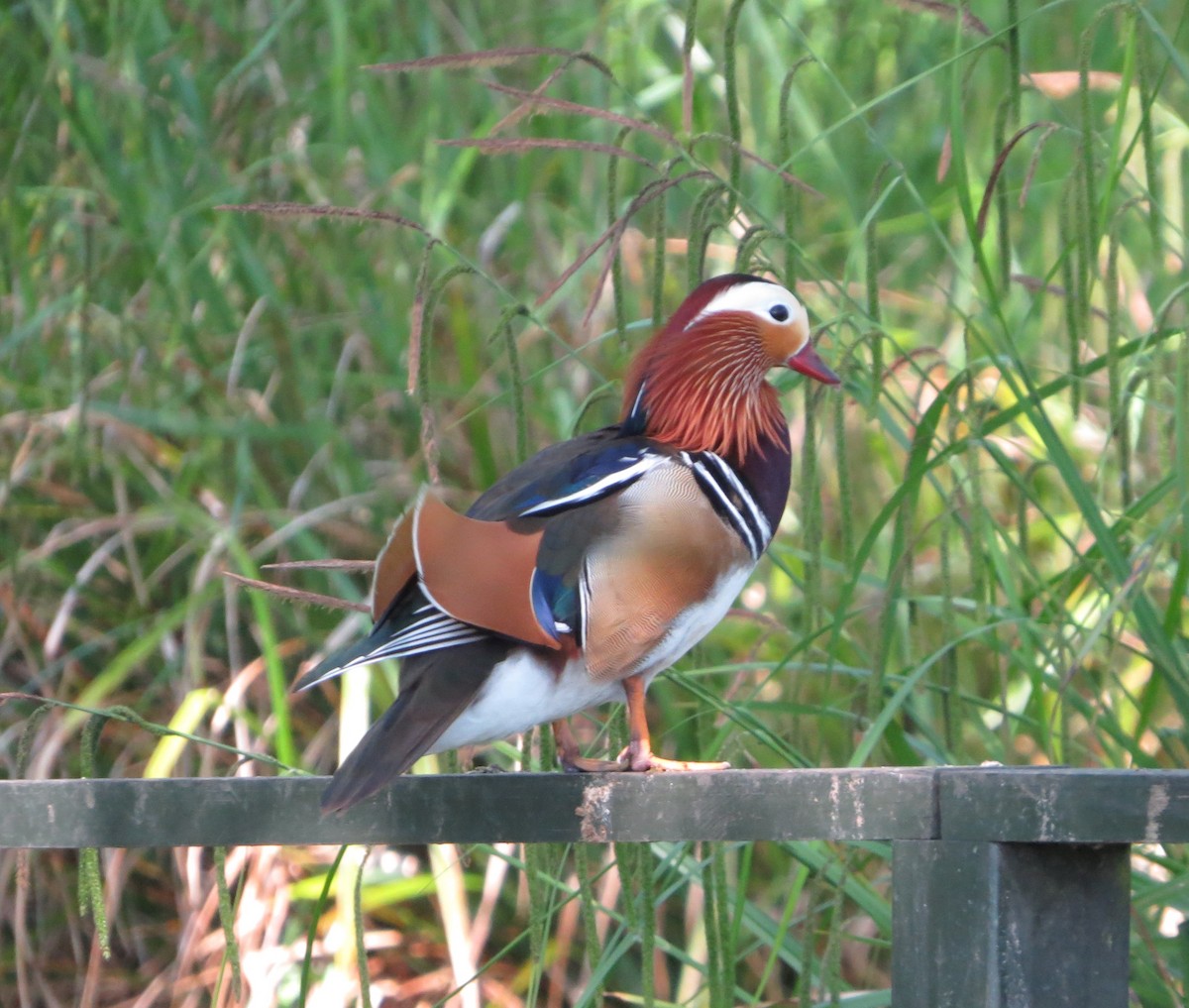 eBird Checklist - 7 May 2024 - WWT London Wetland Centre (from 2000 ...