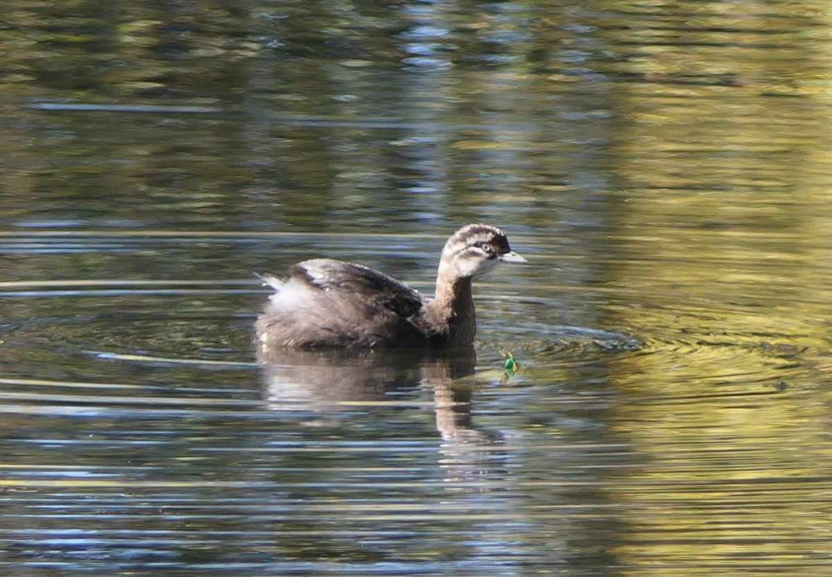 New Zealand Bird Atlas Checklist - 11 May 2024 - Auckland - Point ...